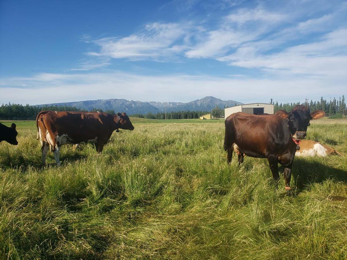 Alaska Range Dairy Milk | The Roaming Root Cellar